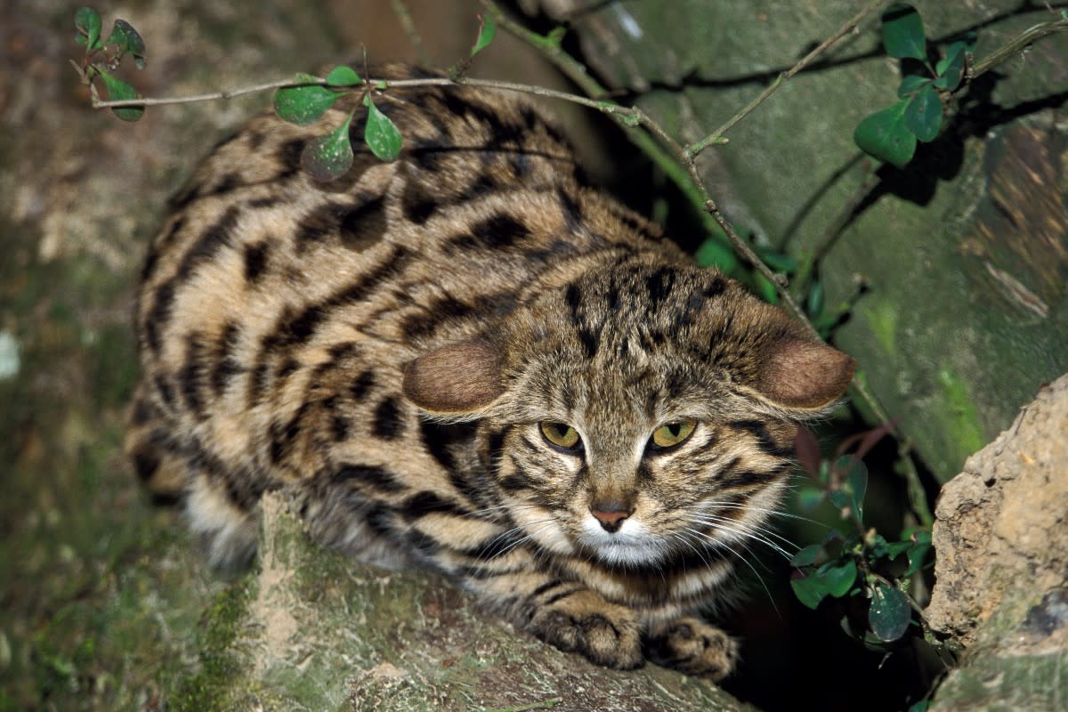 Extremely Rare Wild Cat Is the Oldest of Her Kind in Human Care but ...