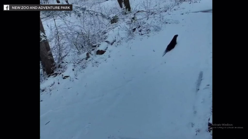 Otters Louie and Ophelia still on the run after escaping Northeastern ...