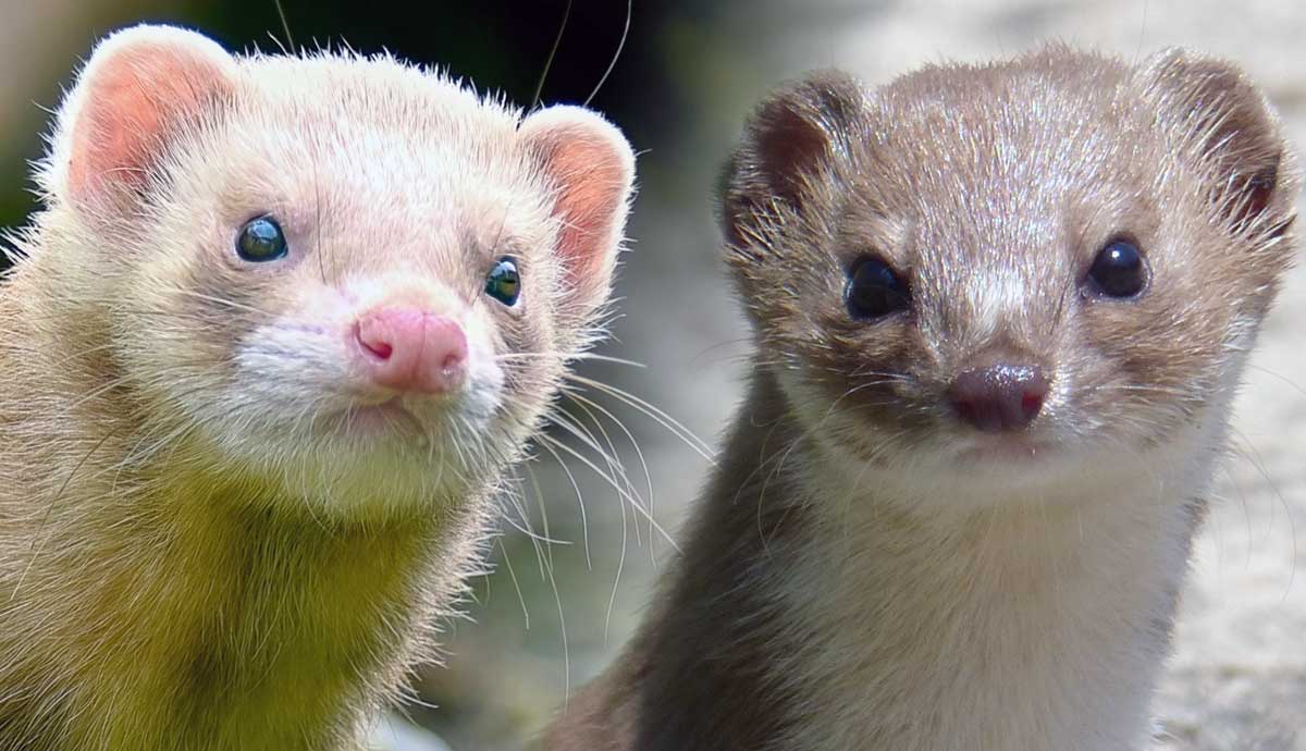 Ferret vs. Weasel: What’s The Difference?