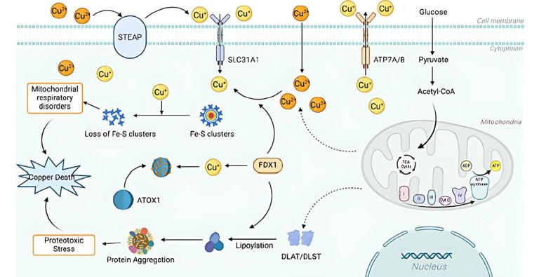 Cuproptosis, a form of cell death, may link copper imbalance and ...