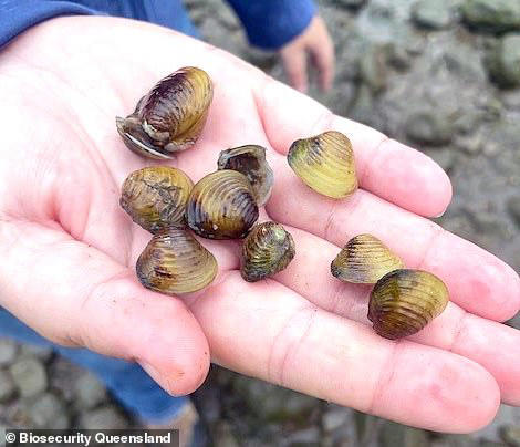 Photo sparks warning over 'impossible to remove' threat in Australia