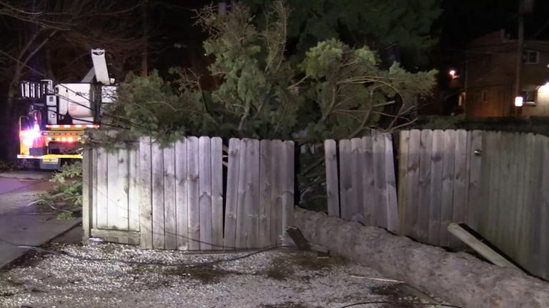Photos: High winds bring down tree limbs, shatter vehicle windows