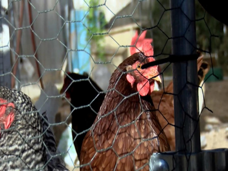 Bristol, Va. City Council to vote on backyard chicken ordinance