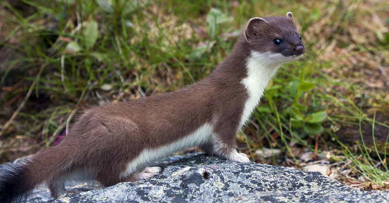 Ferret vs. Weasel: What’s The Difference?