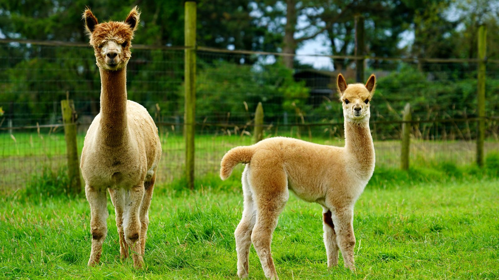 Alpacas shot dead and sheep 'massacred by dogs'