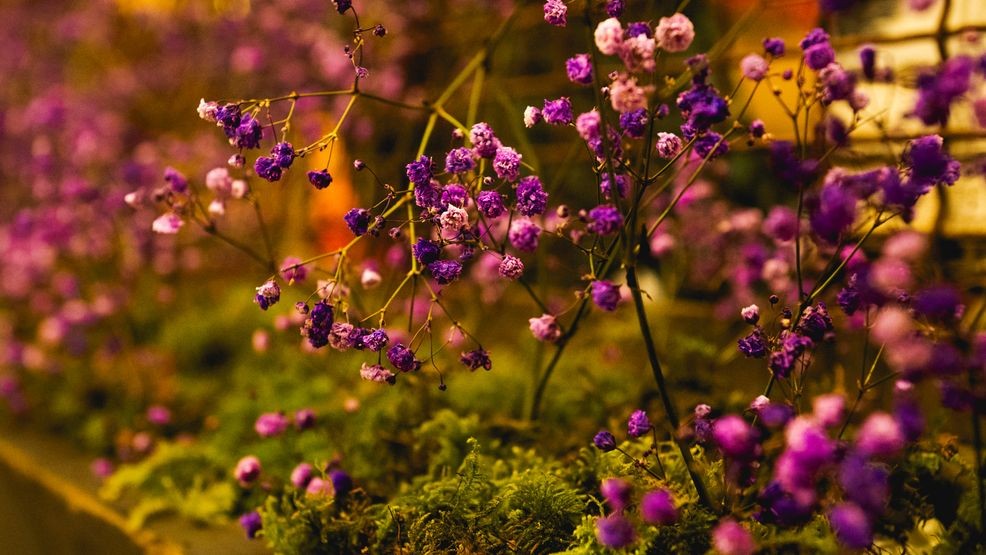 Boise Flower & Garden Show opens this weekend