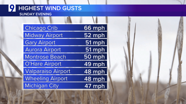 Photos: High winds bring down tree limbs, shatter vehicle windows