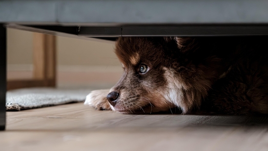 Woman with dementia dies after attack by daughter's pack of over 50 ...