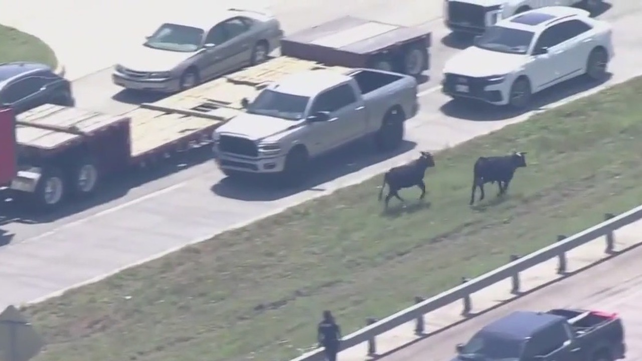 Several cows rounded up in Houston