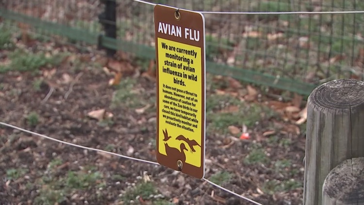 How Columbus Zoo is keeping animals safe from bird flu