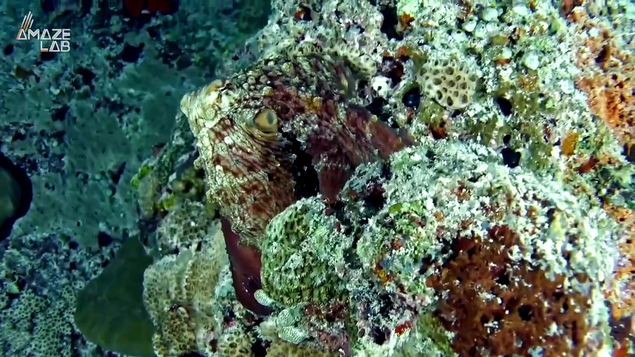 Check Out Some of the Coolest Abilities on Animals on Our Planet!