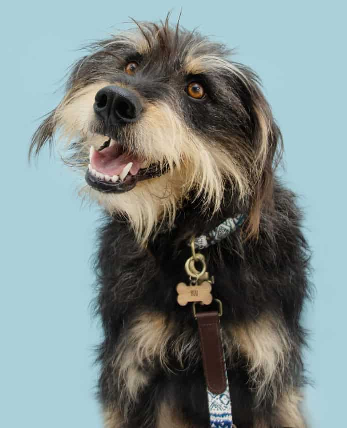 Best dog ID tags to keep your pup safe and secure