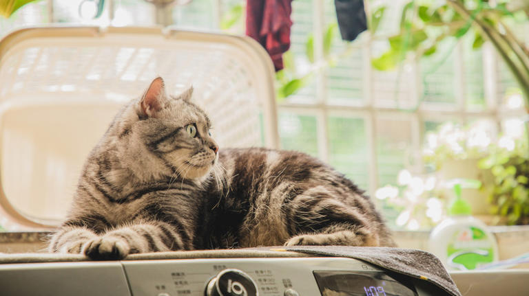 Declutter Your Laundry Room By Tossing These 13 Commonly Stored Items