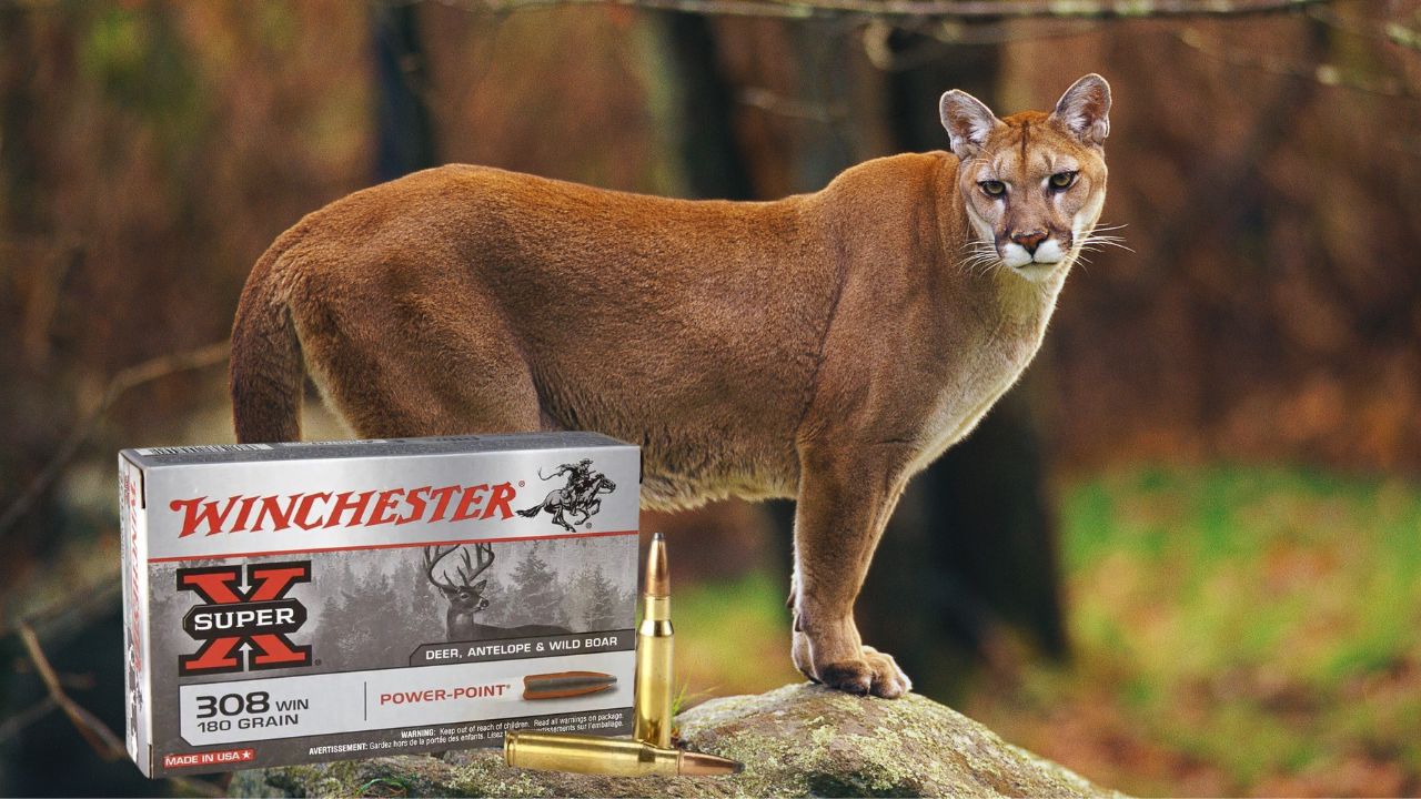 The Perfect Round For Each of These 14 Big Game Animals