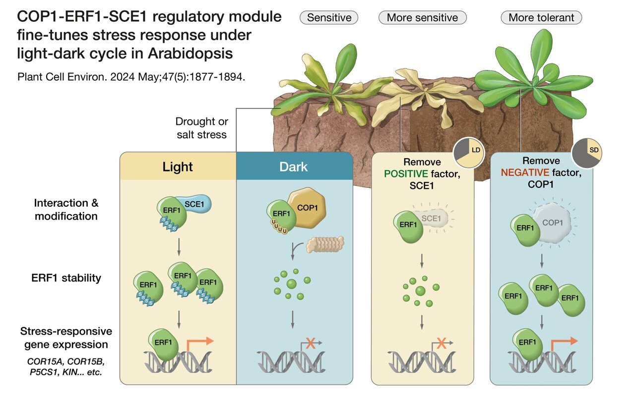 How light stabilizes a stress-response protein to help plants survive harsh environments