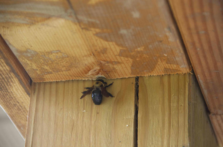 How To Get Rid Of Carpenter Bees Around Your Home
