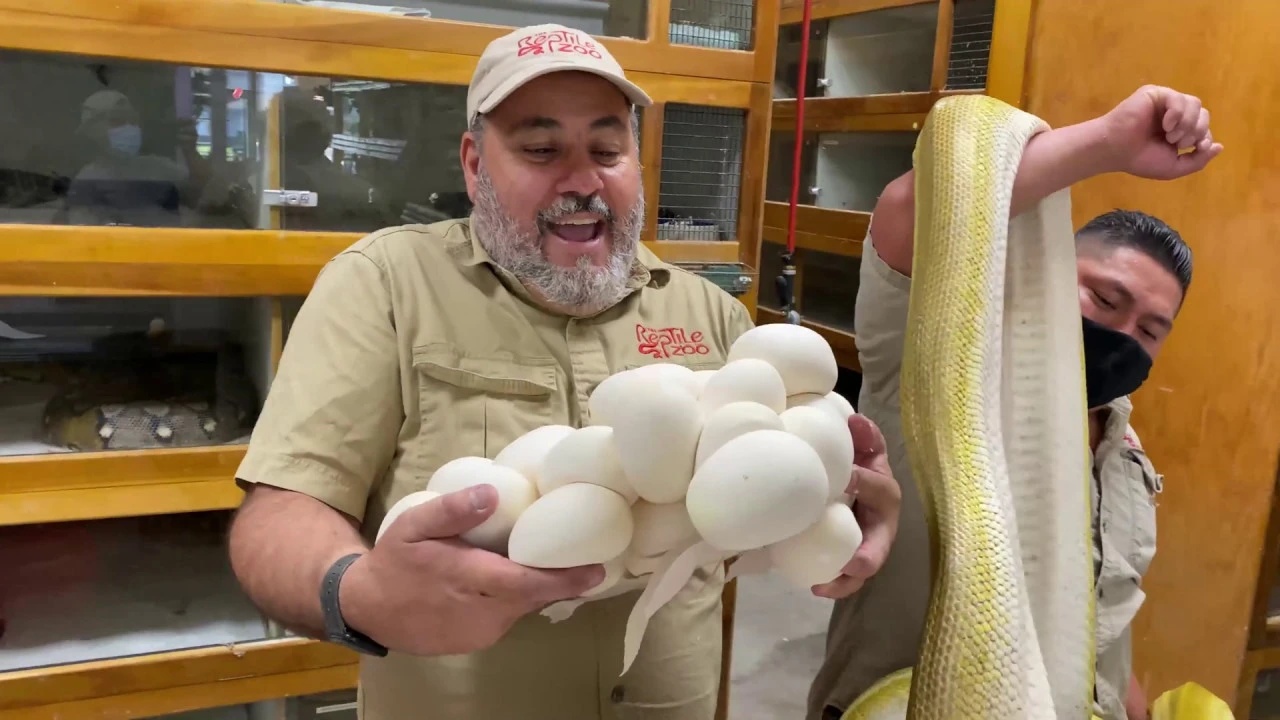 Shocking Discovery MUTANT UNICORN SNAKE! reticulated python