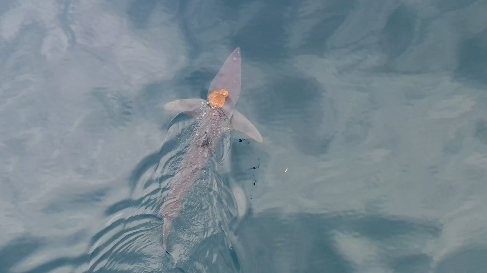 Real life 'sharktopus'? Scientists share video of strange shark-octopus ...