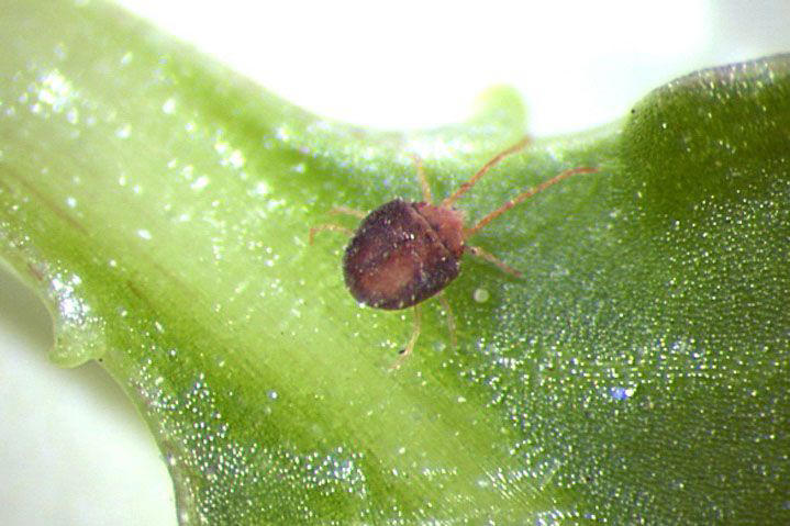 How To Get Rid Of Clover Mites, According To An Entomologist