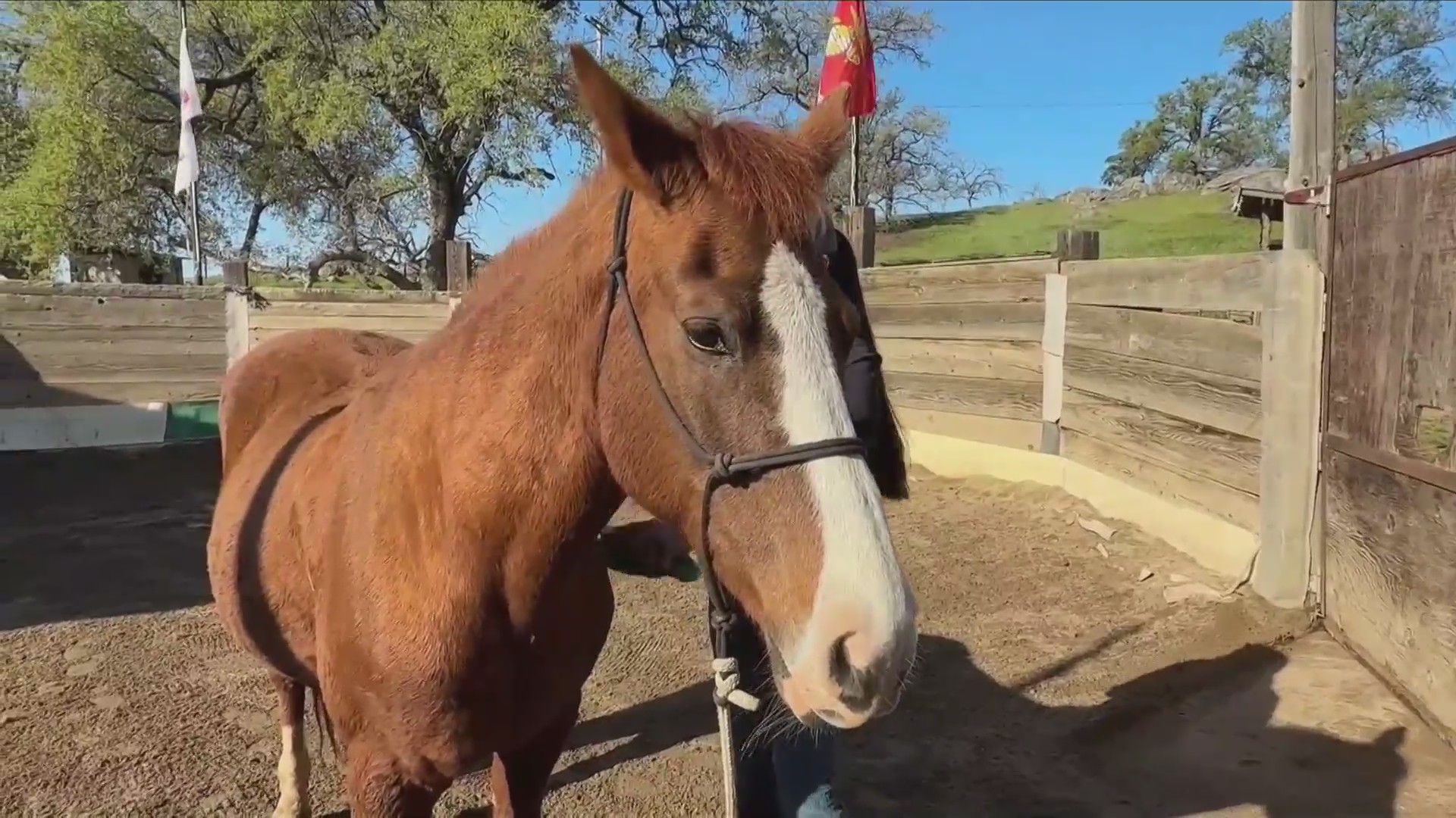 'For the people': How these Reedley horses are helping break barriers