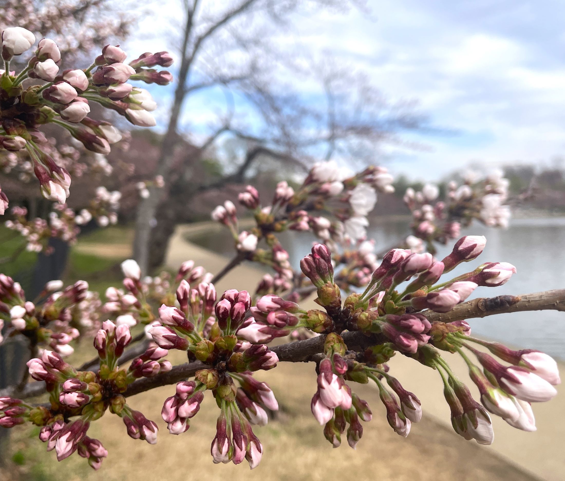 Washington, DC cherry blossoms expected to peak this weekend