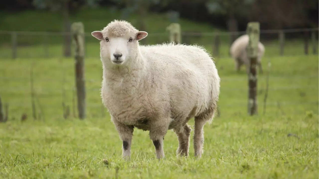 World’s first case of bird flu in sheep found in England: Here's what ...