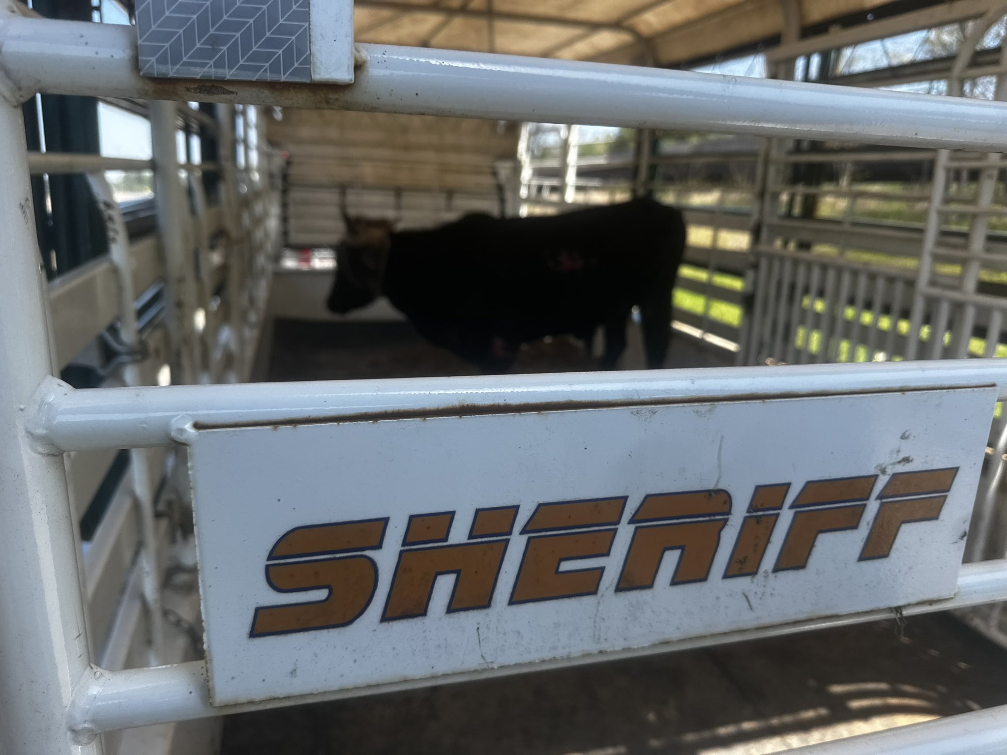 Authorities corral cattle that escaped from a trailer leaving the ...