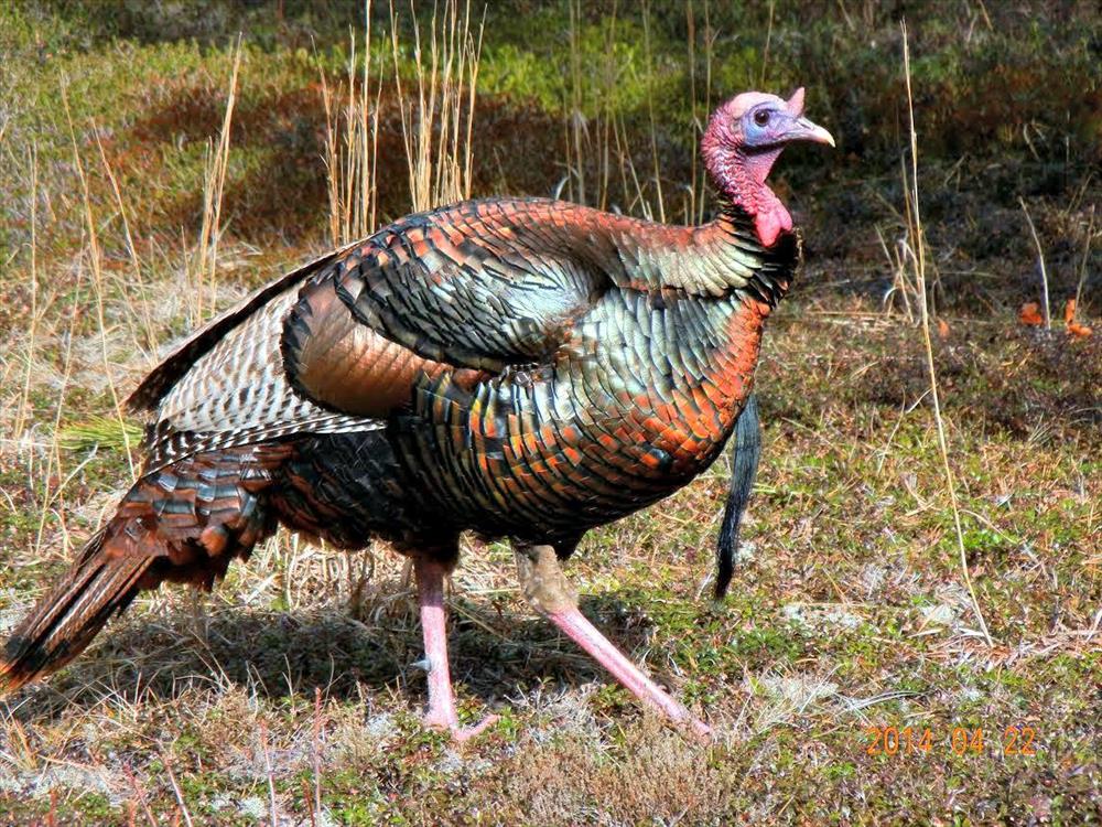 11 Important Facts About the Annual Spring Turkey Hunt at Cape Cod ...