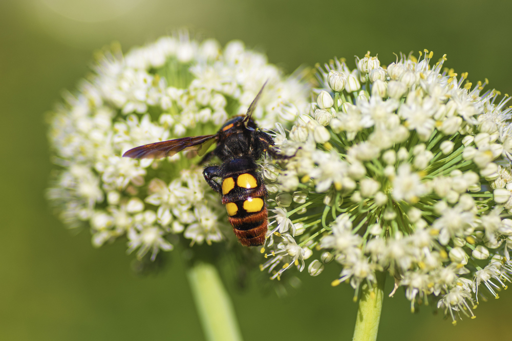 17 Garden-Friendly Bugs You Want to Attract (and How to Do It)