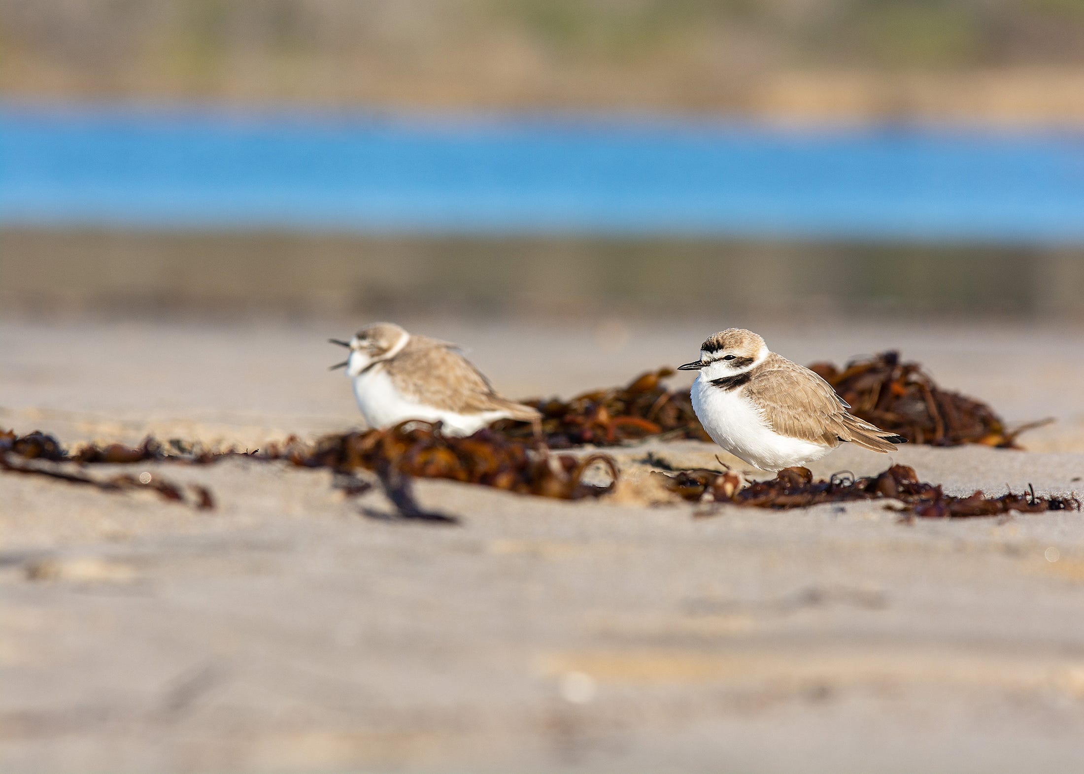 Baby birds back on beaches: What to do if you see a shorebird raising ...