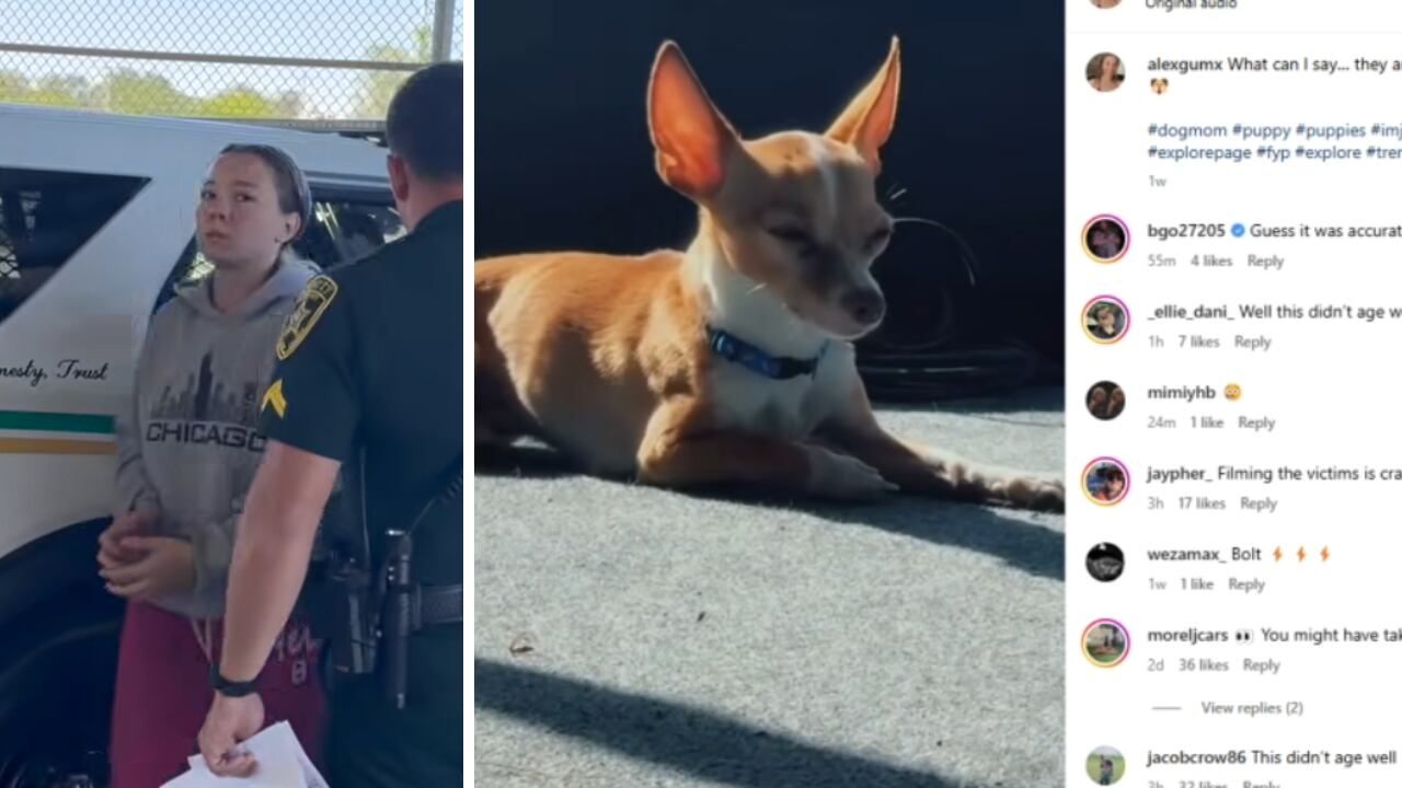 ‘Content creator’ arrested for posting video involving a dog in Marion ...