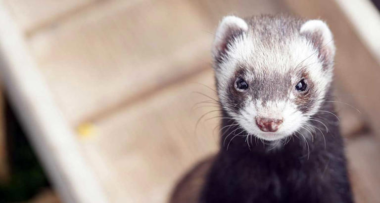 Ferret vs. Weasel: What’s The Difference?