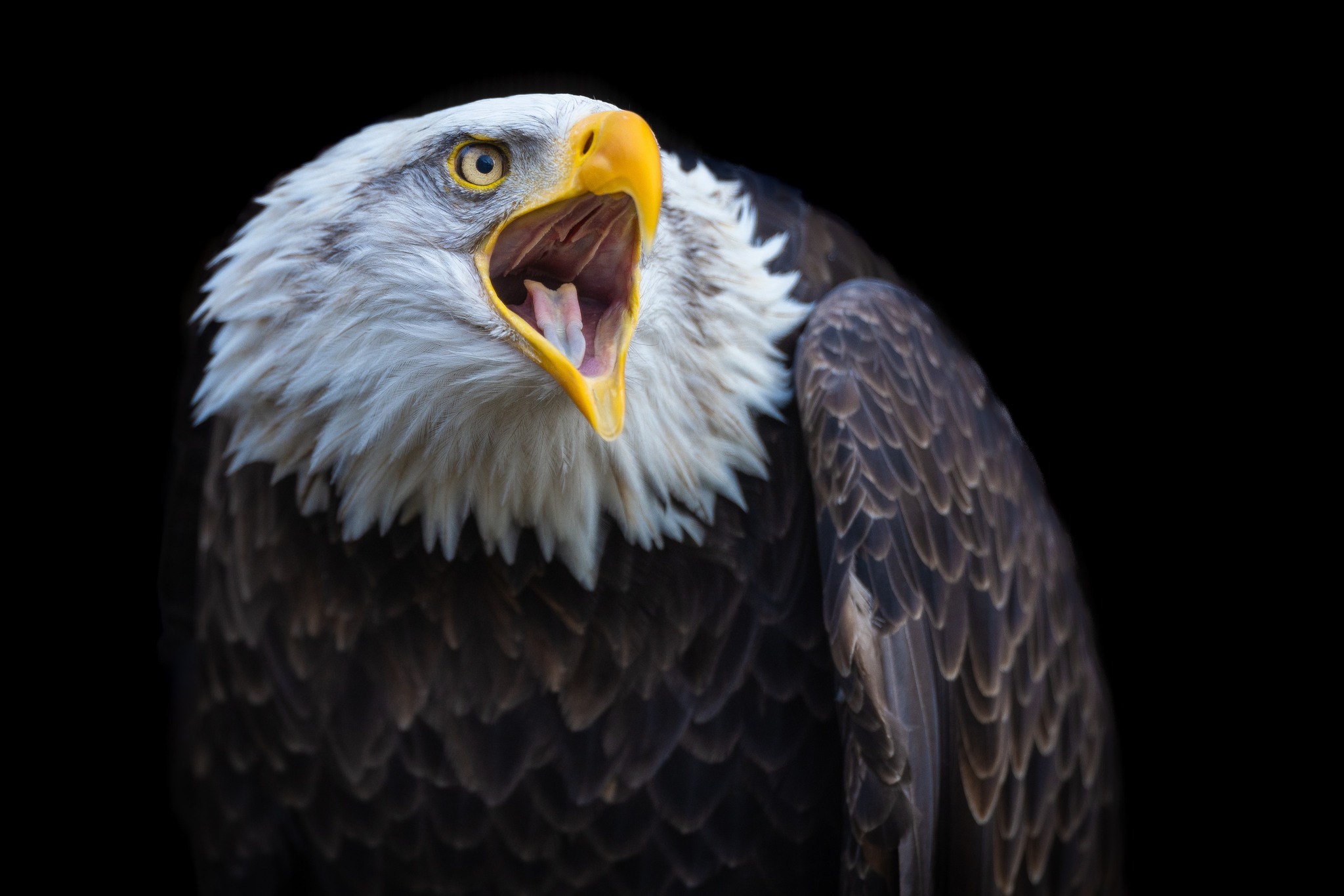 Murphy, the beloved bald eagle who tried to hatch a rock, has died