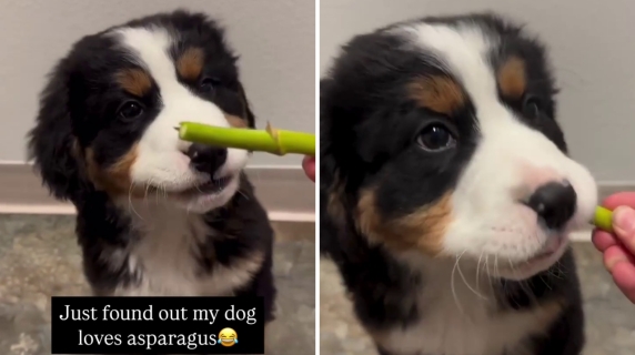 Il cucciolo di pastore bernese adora gli asparagi