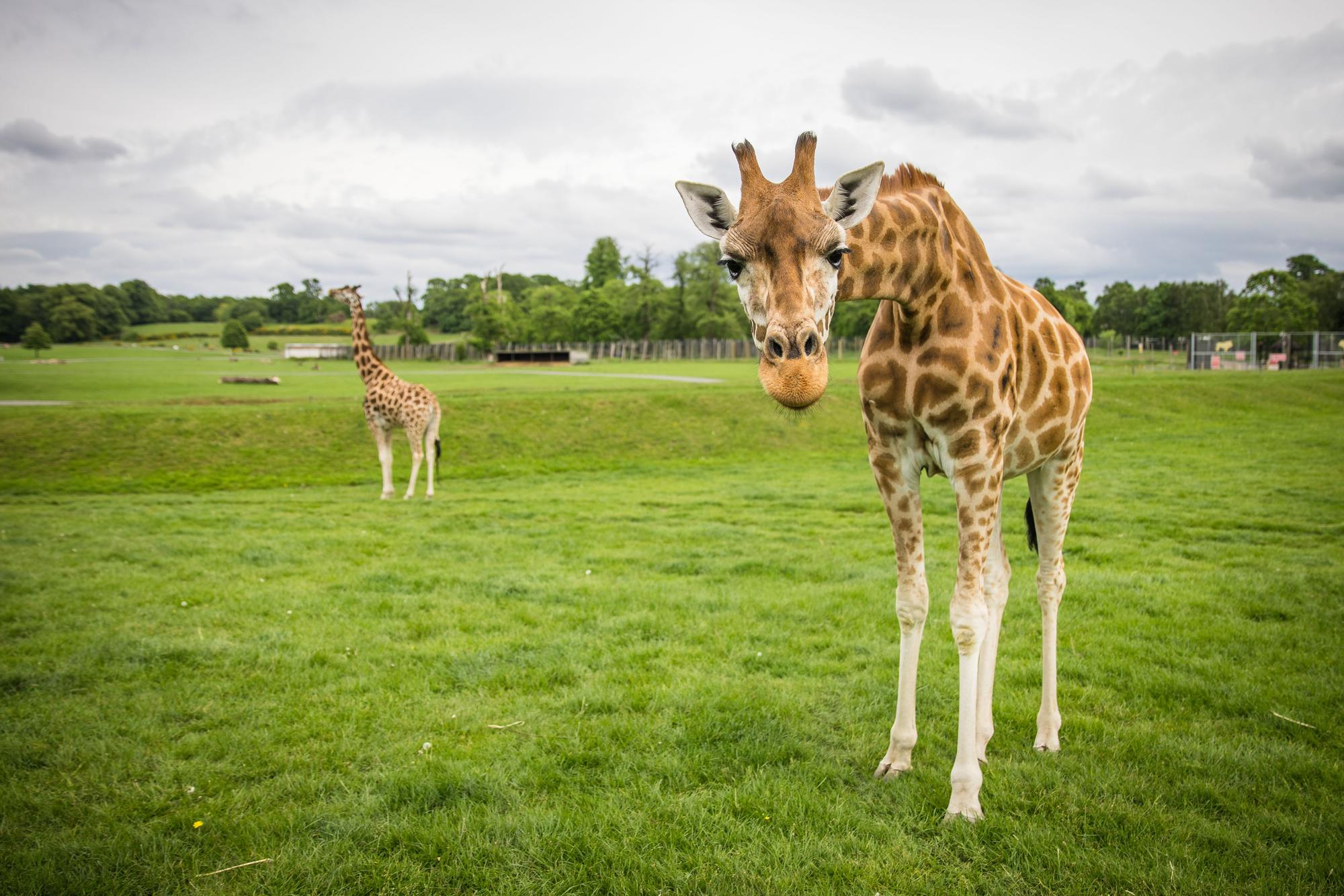 Hop into Easter adventures at Woburn Safari Park