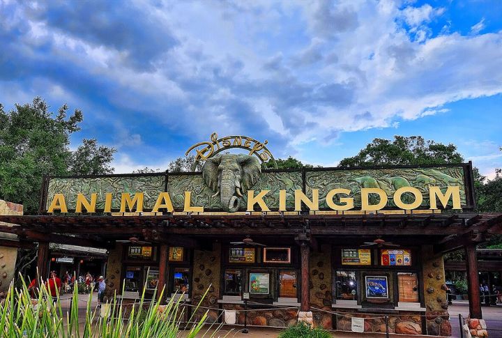 Experience The Wild Side Of Flavor With 15 Animal Kingdom Restaurants