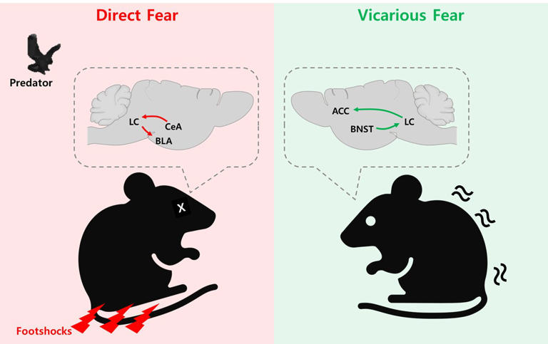 A neural compass for fear: Mapping how the brain distinguishes between ...