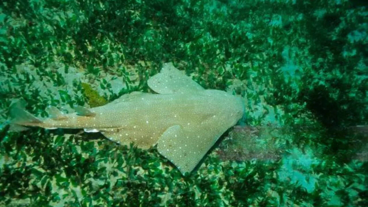 7 most unique sea creatures in the world