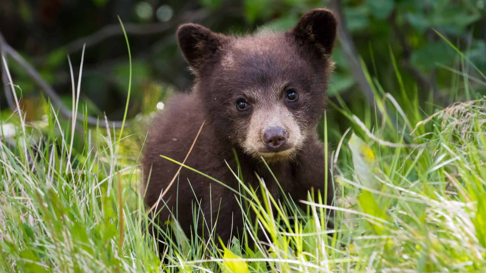 13 Best National Parks For Spotting Baby Bears This Spring