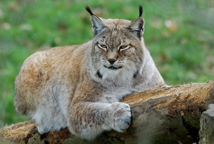 20 Wild Truths That Make Lynx Interesting Animals