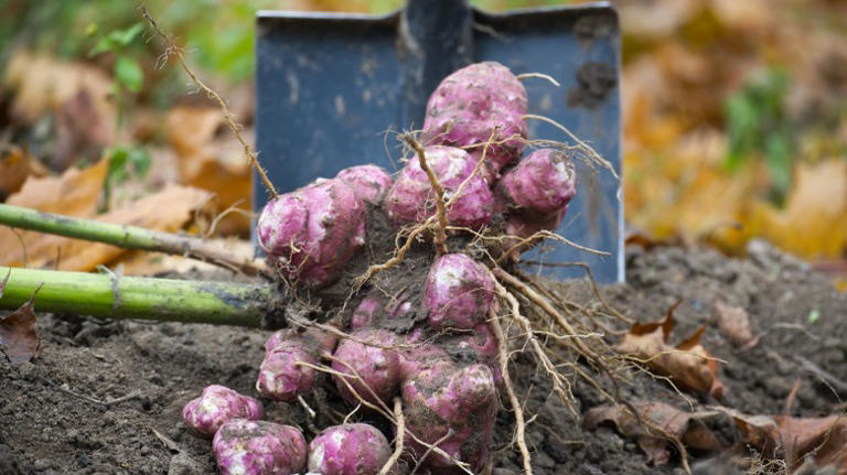 11 Plants You Should Avoid Growing Near Your Cucumbers In The Garden