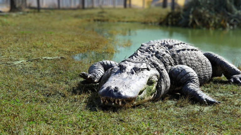 6 Best Places To See Alligators In Texas On Your Vacation
