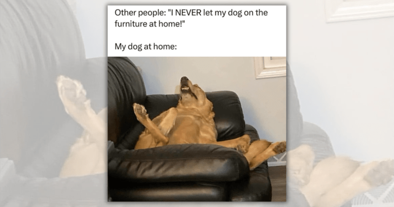 31 Wholesome Doggo Memes to Uplift Your Vibe from Moan-day to Monday