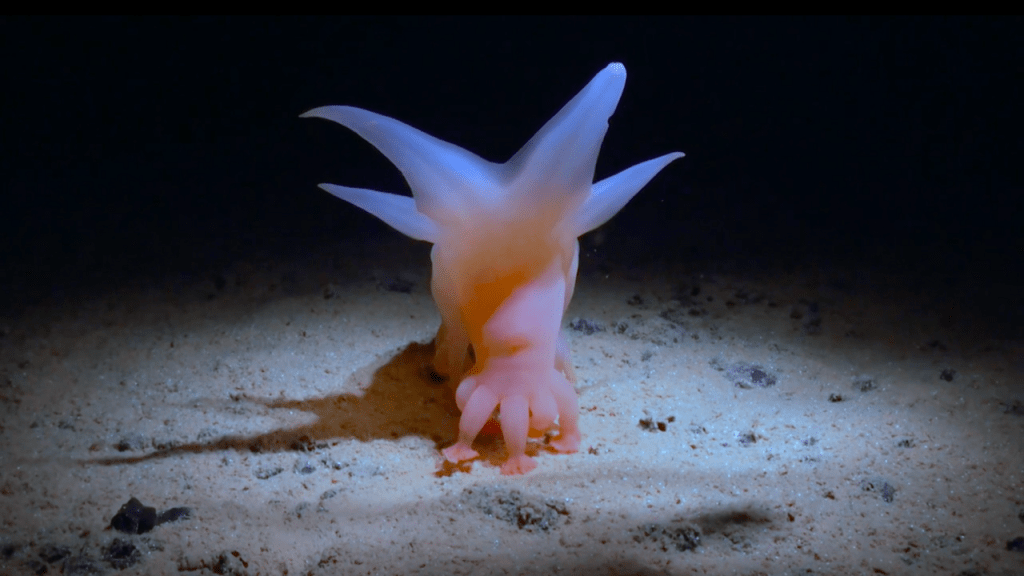 ‘How Deep Is Your Love' Review: A Mischievous Documentary Dive Into an ...