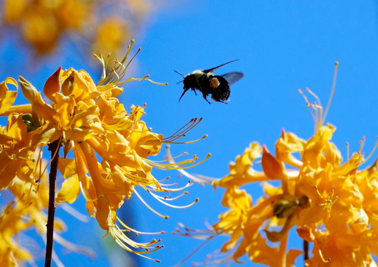 Allergists point to climate change as cause for record-breaking pollen ...