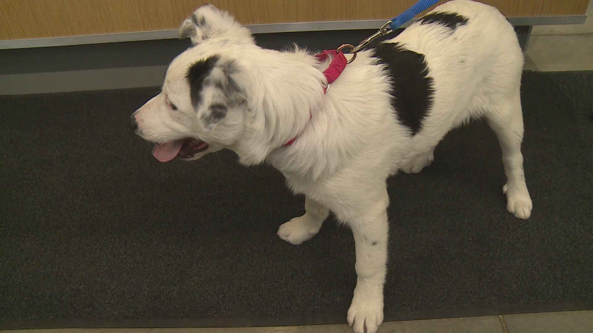 ECCHA hosting inaugural Slumber Pawty at the shelter