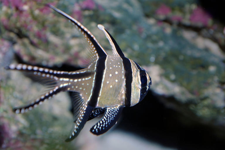 Top Tropical Marine Fish 2025: Here are the 10 most popular fish for ...