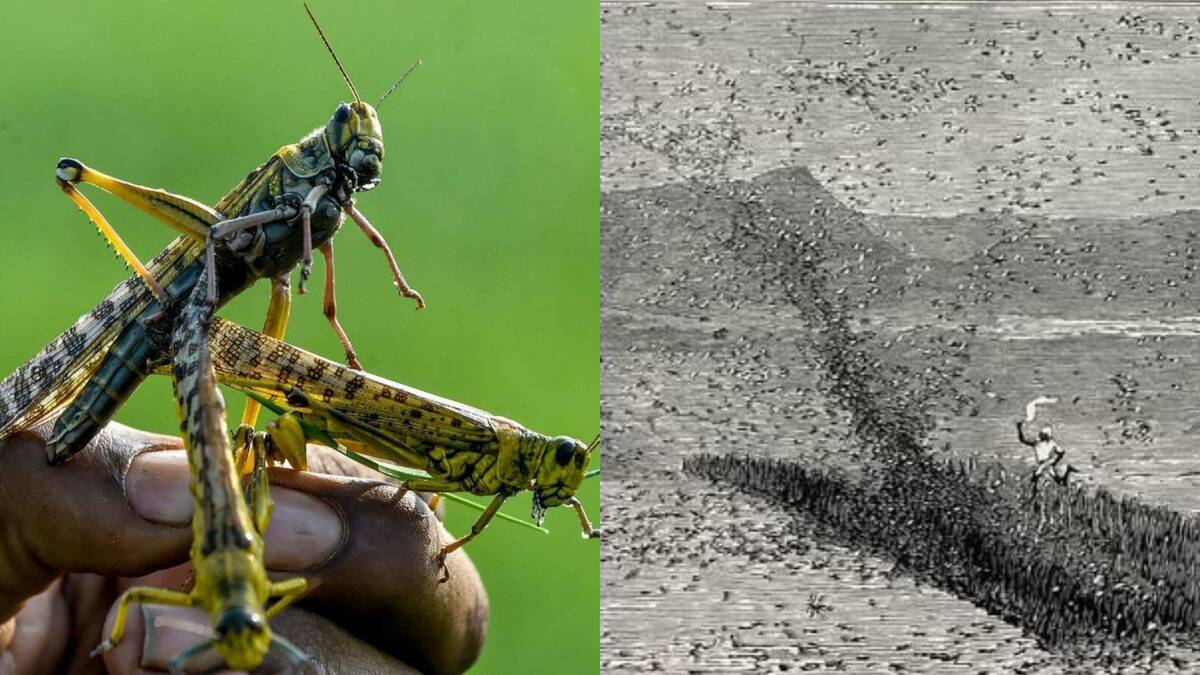 Scientists Have An Explanation For The Biblical Plague Of Locusts