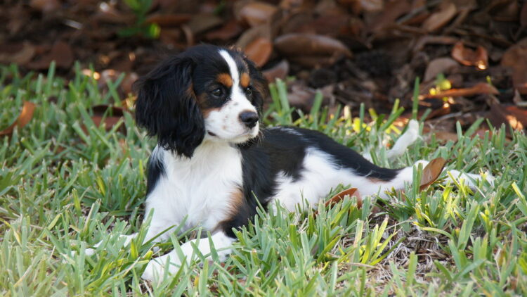 18 great dog breeds for seniors looking for a loyal companion