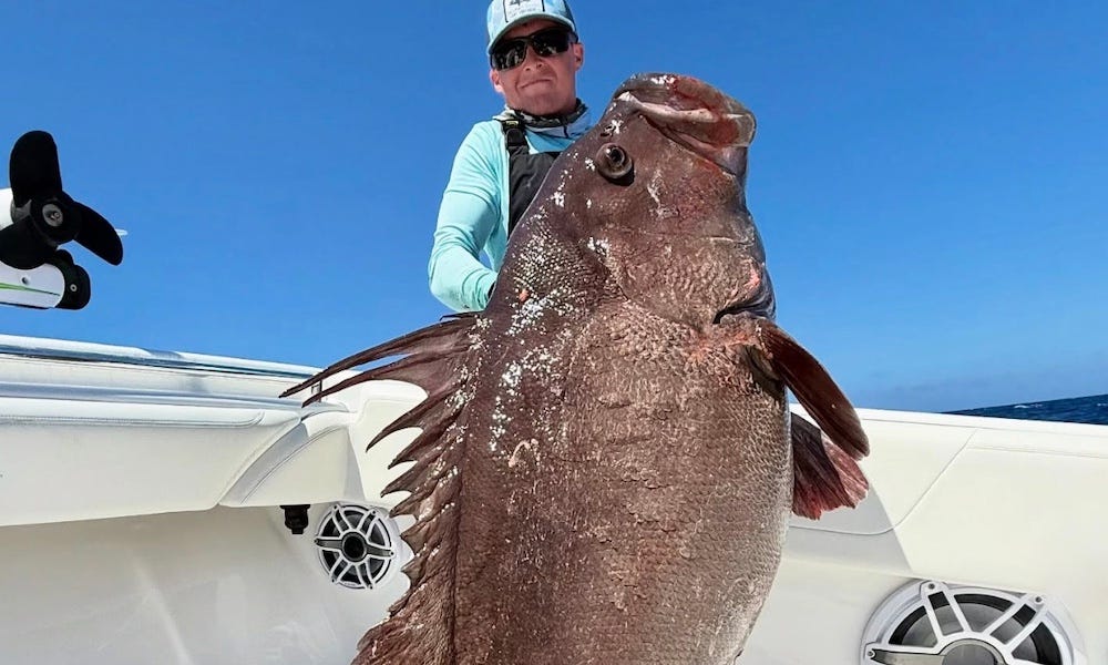 Massive warsaw grouper reeled from depths in rare 'Gulf of America' catch